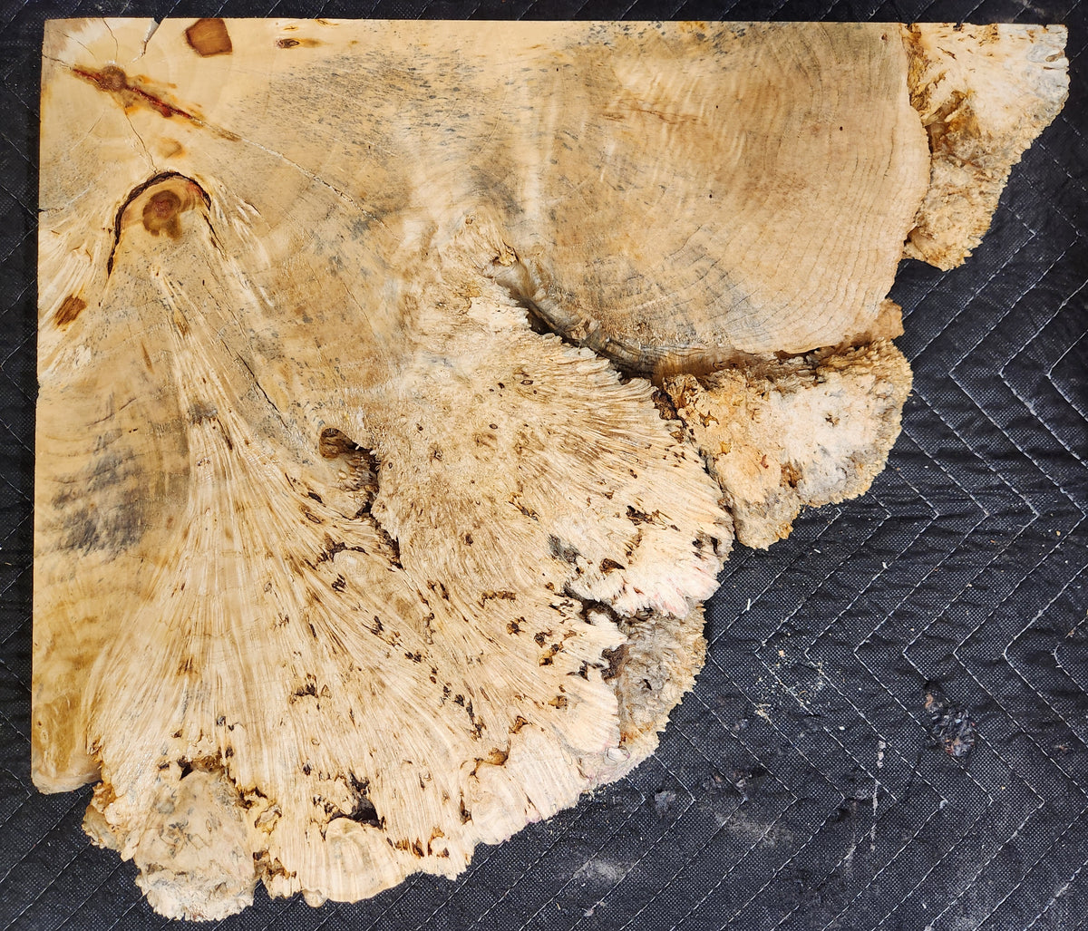 Box Elder Burl Slab